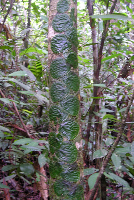 Monstera sp. from Panama - 天南星科wiki，一个传奇般的天南星科植物展示网站。